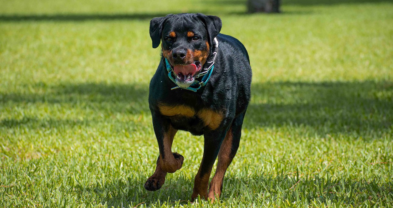 Why is a dog chasing people or a car?